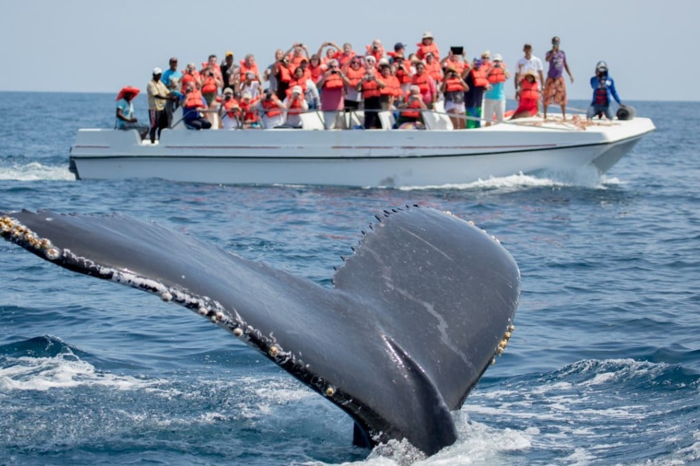 Whale watching: how to do it responsibly, and the five best places to ...