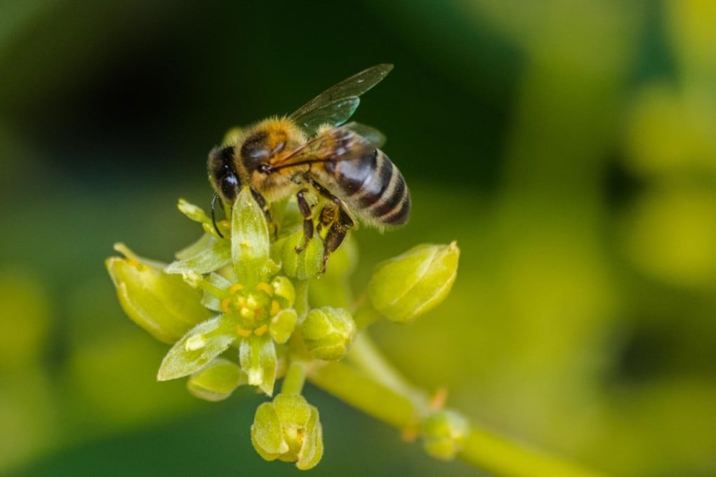 Why some people say we shouldn’t eat avocados – bees’ labour was ...