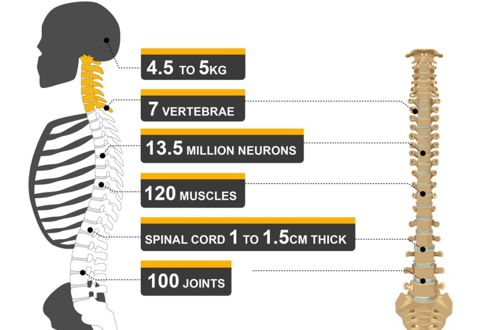 vertebral column bones 26