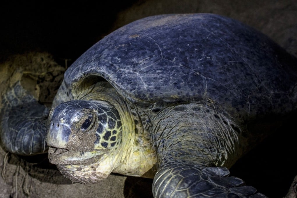Flippers to freedom: Myanmar’s baby sea turtles face danger on all ...