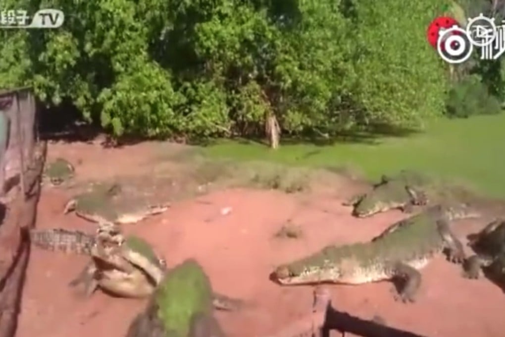 chinese alligator attack