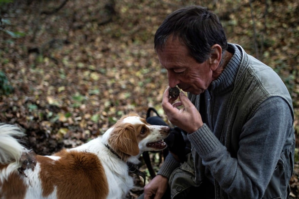From normal dog to truffle hunting champion: school in Italy trains ...