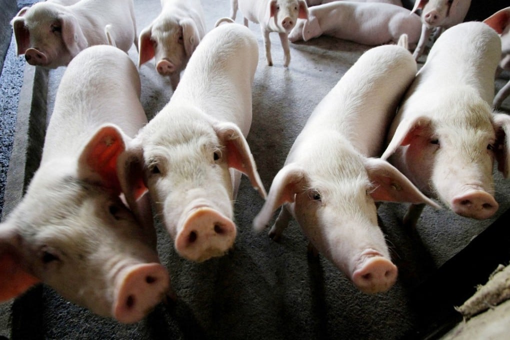 Can China learn from Russia and save its pigs from African swine fever ...