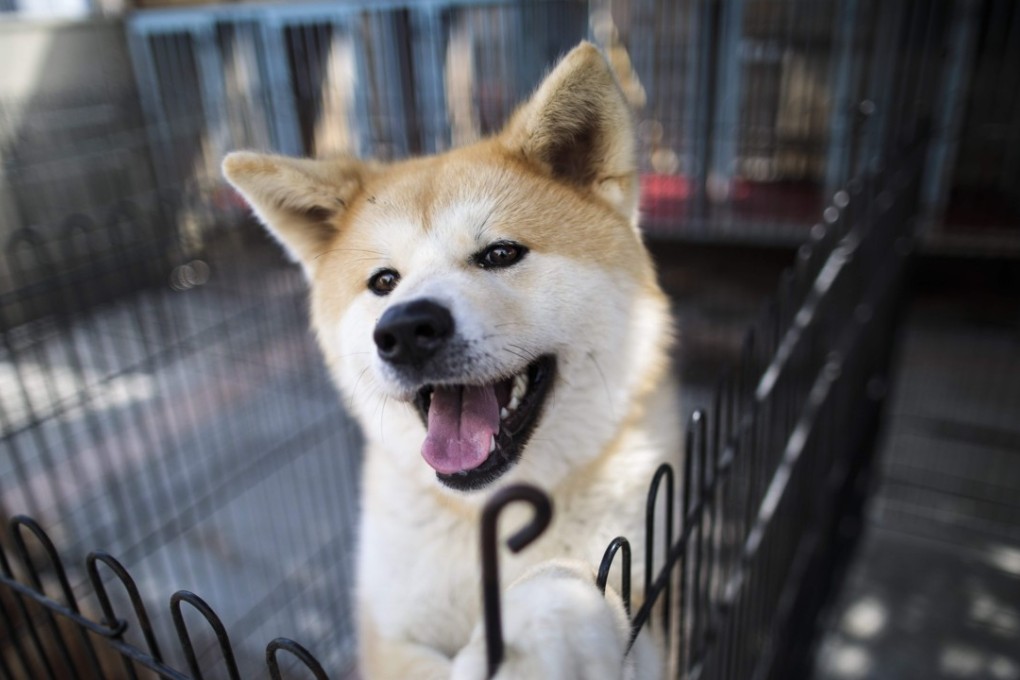 does japan kill dogs