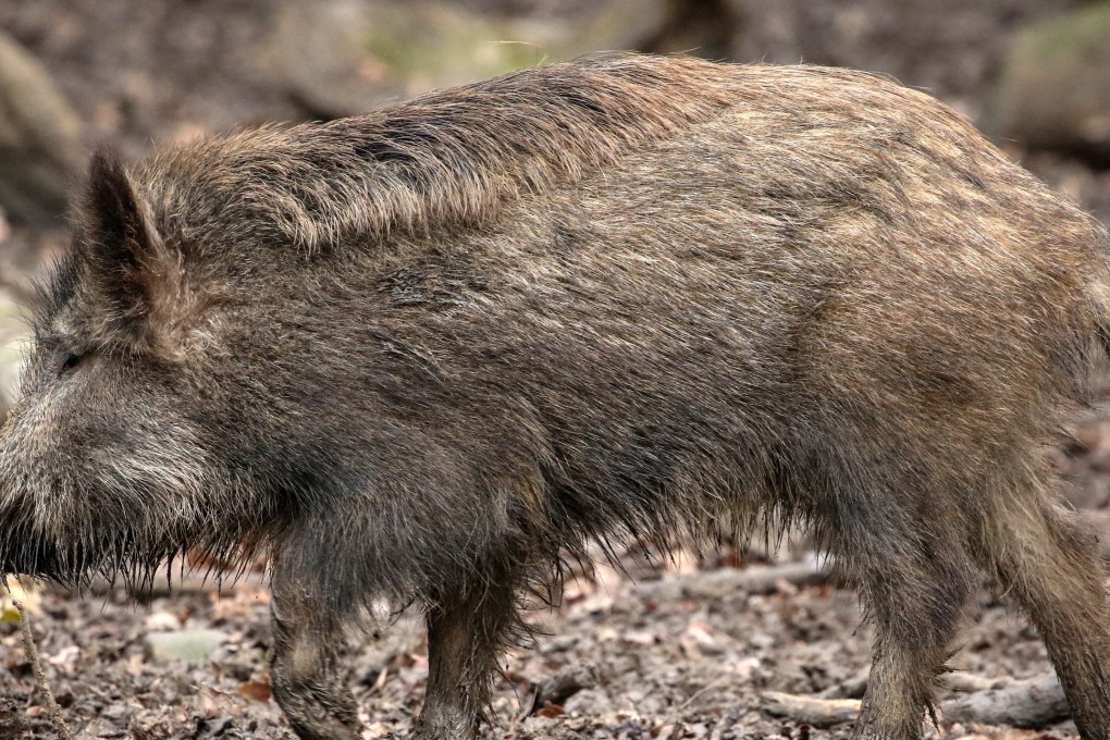 The whole hog: How a Japanese housewife is cashing in on the country’s ...
