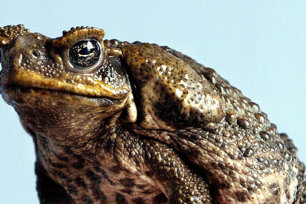 Poisonous cane toads mating with mangoes, snakes and killing crocodiles ...