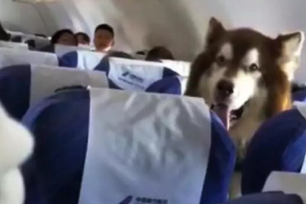 Chinese shaggy dog story about four-legged friend for the emotionally ...
