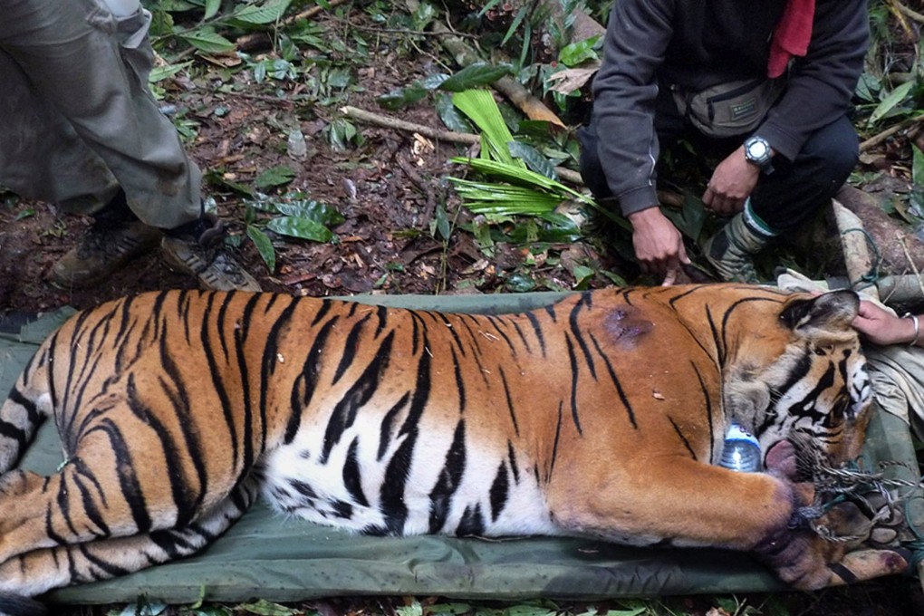 malayan tiger conservation status
