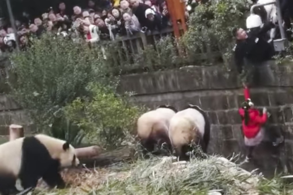 Chinese girl has close encounter with giant pandas after falling into ...