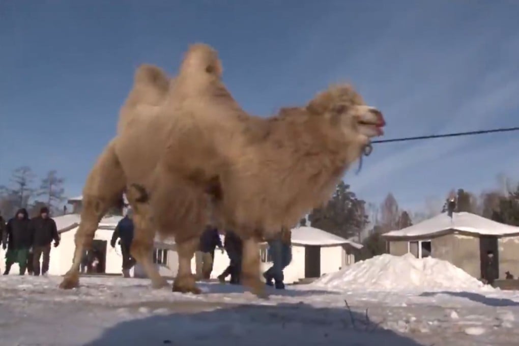 camel attacks other animals