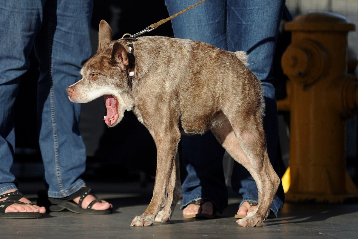 Worlds Ugliest Dog Peanut