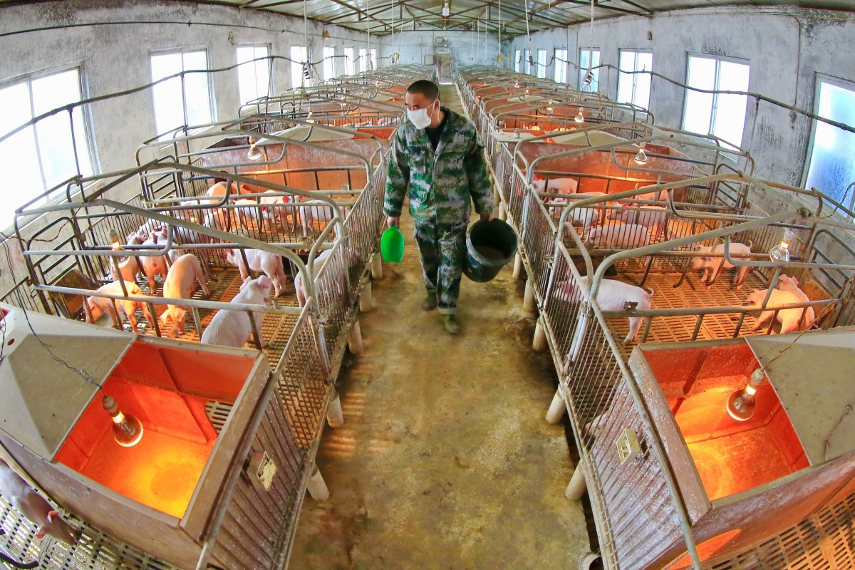 China pork crisis | South China Morning Post