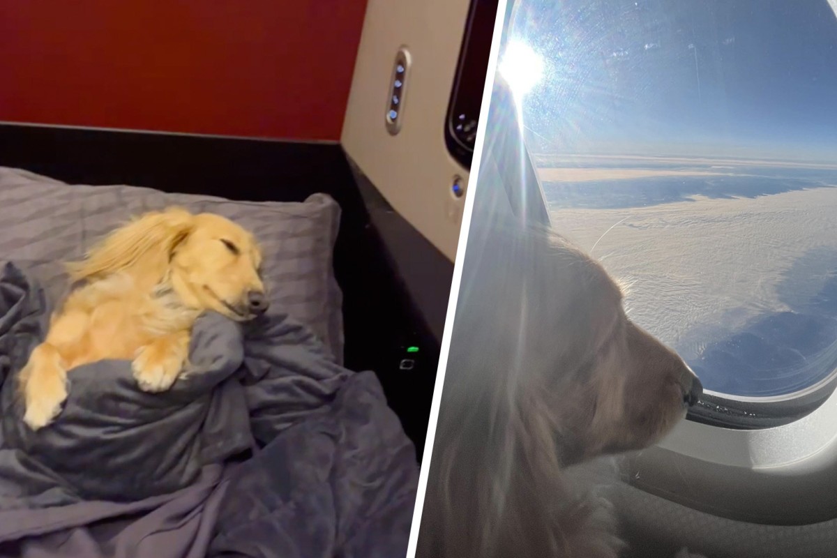 Can You Take A Dog In First Class