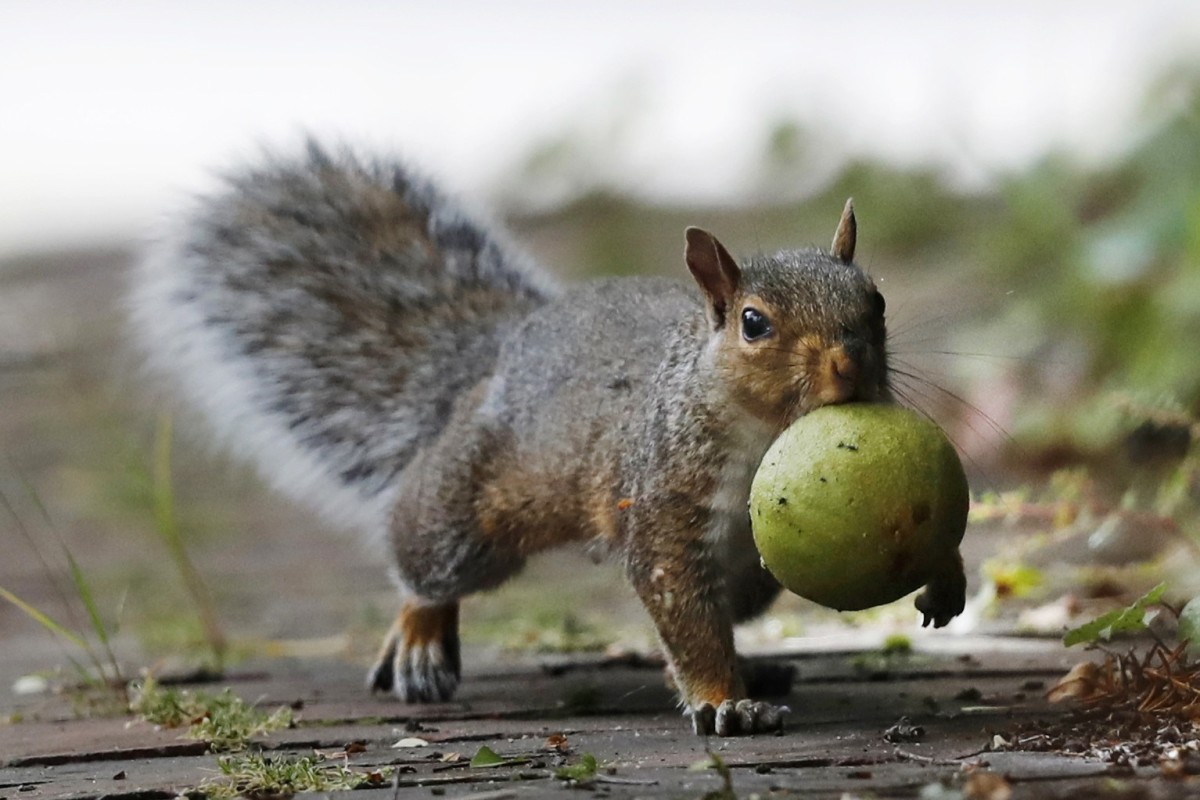 Sticky situation: squirrels are sabotaging US maple syrup operations ...