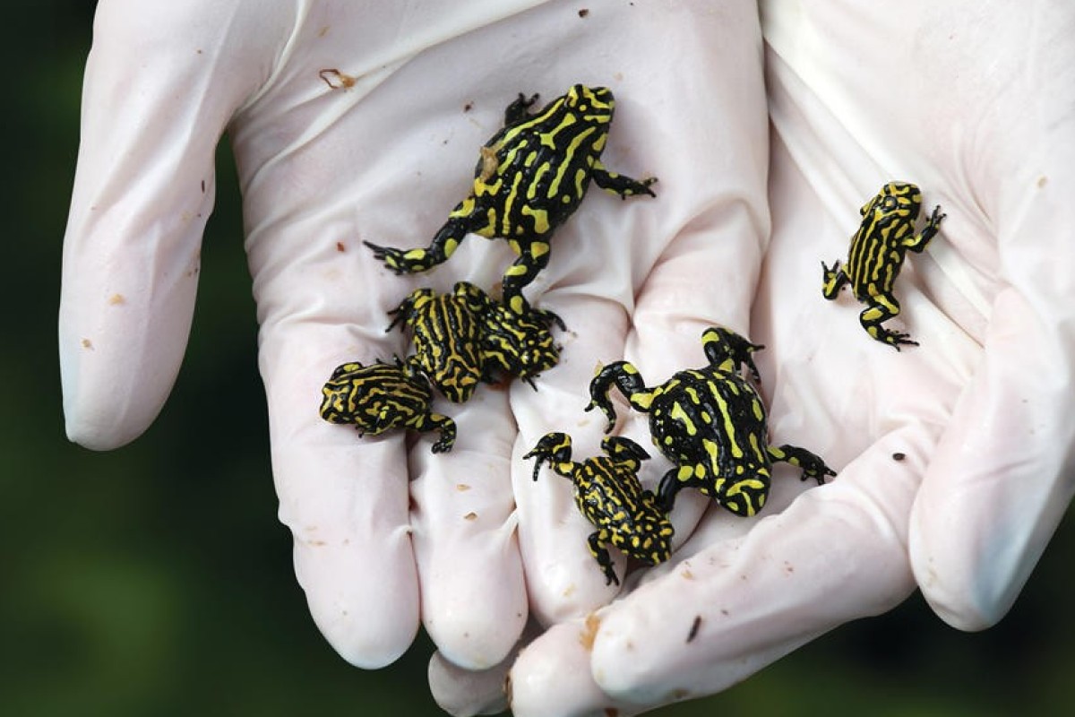 Amphibian apocalypse: deadly skin-eating fungus has wiped out 90 frogs ...