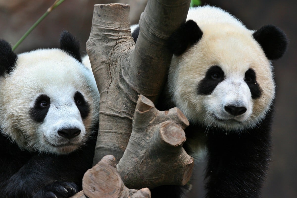 Giant pandas at Hong Kong’s Ocean Park enter breeding season, as ...