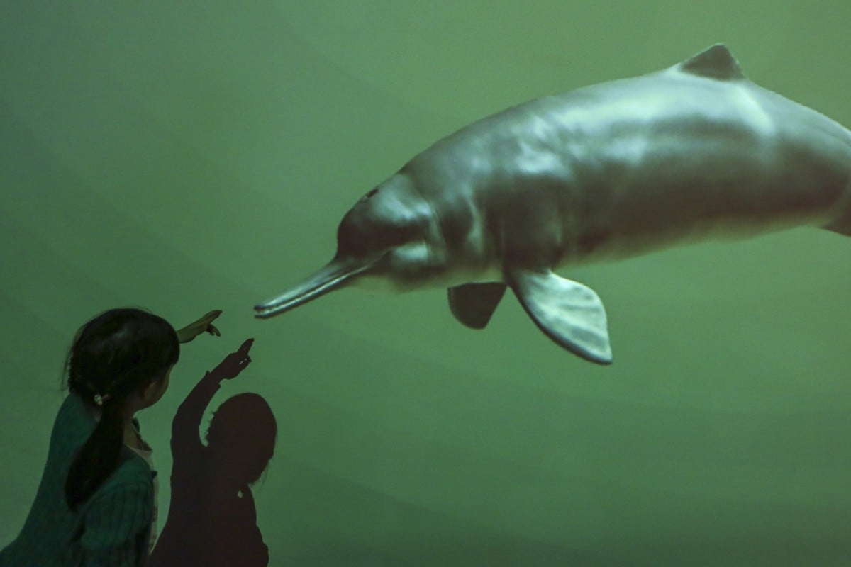 China’s baiji dolphin is virtually extinct, but hi-tech Japanese ...