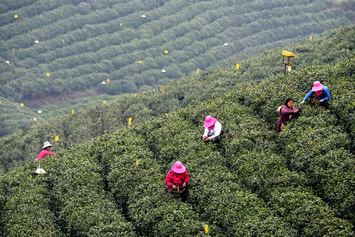 Hong Kong-listed Xinyang Maojian Group to switch to tea production ...