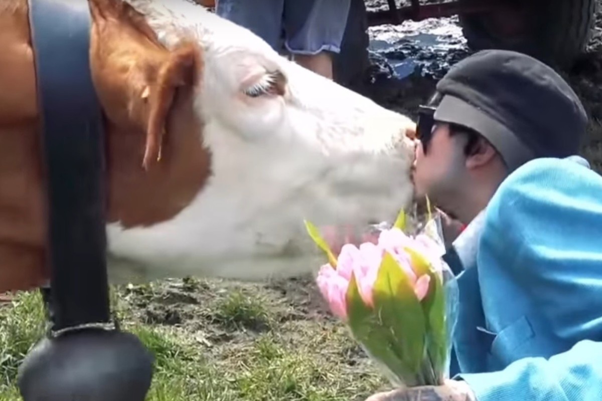 ‘Dangerous nuisance’: Austria warns against online cow kissing ...