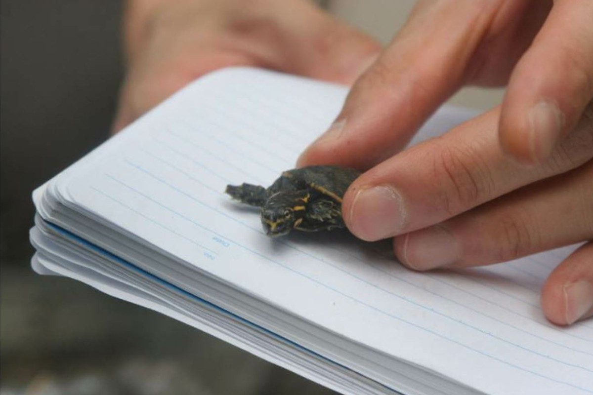 New Jersey man gets two years probation for role in turtle smuggling ...