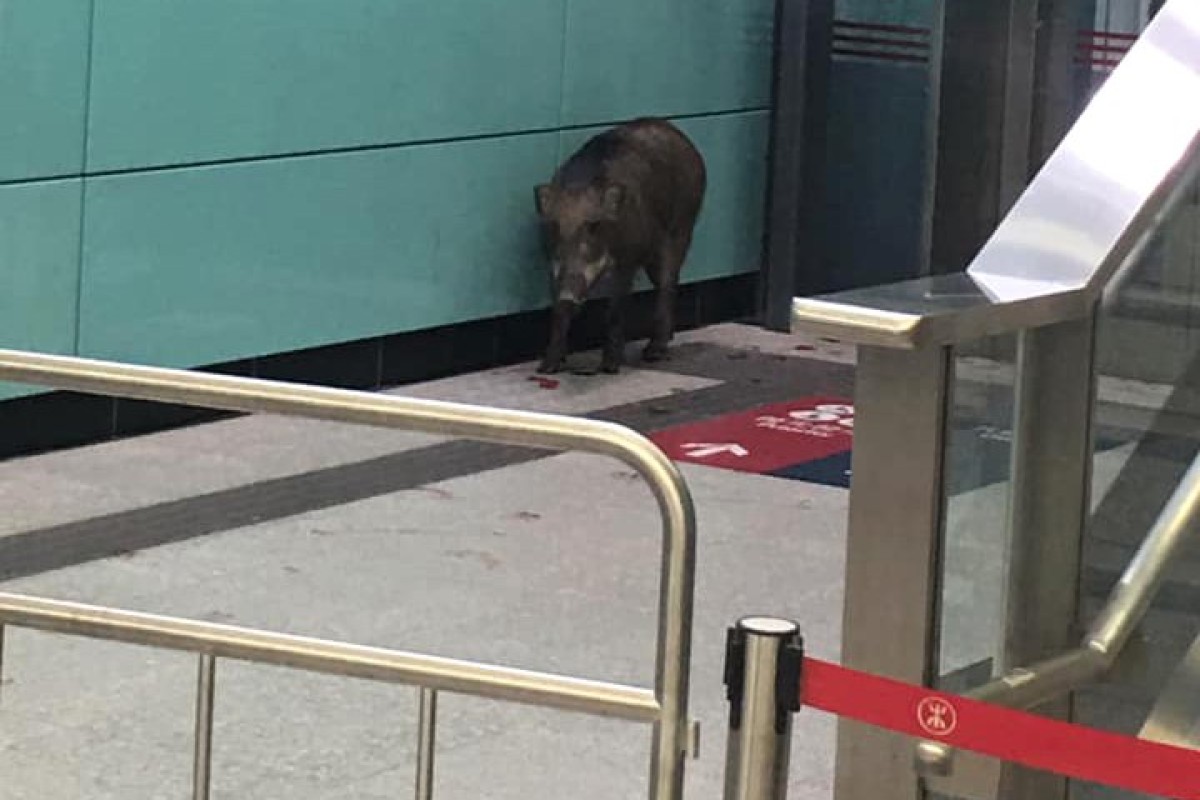 Wild boar injures woman at Kennedy Town MTR station after gory tussle ...
