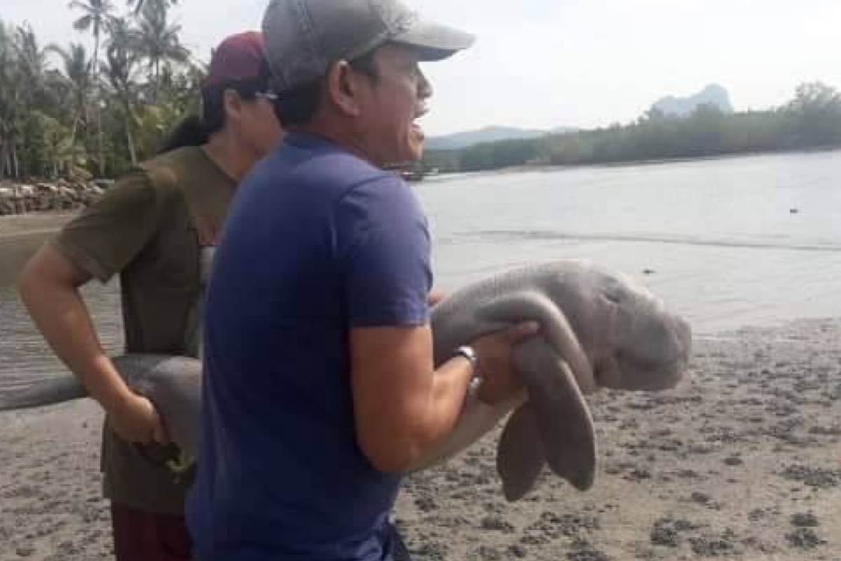 Old Dugong