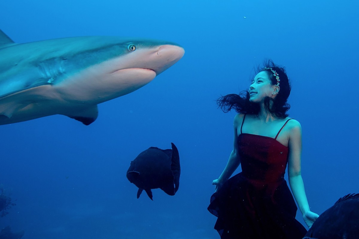 Swimming with sharks doesn’t faze Hong Kong actress and seasoned diver ...