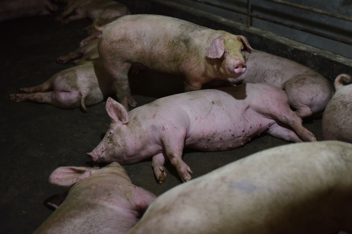 African swine fever found in pigs transported to China’s Liaoning ...