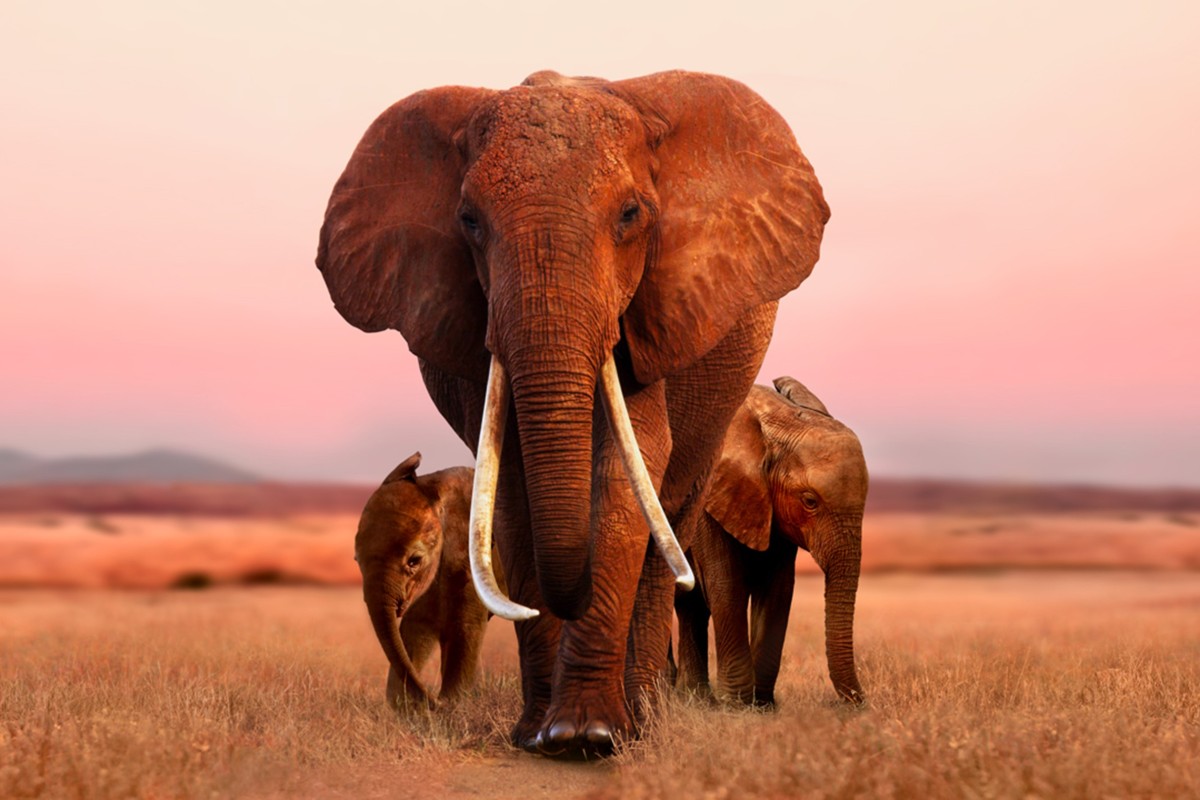 Apple TV+’s The Elephant Queen directors on climate change ...