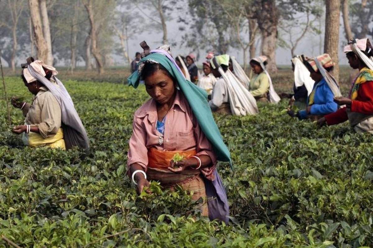 Asia needs US$800 billion in 10 years to feed itself, report shows ...