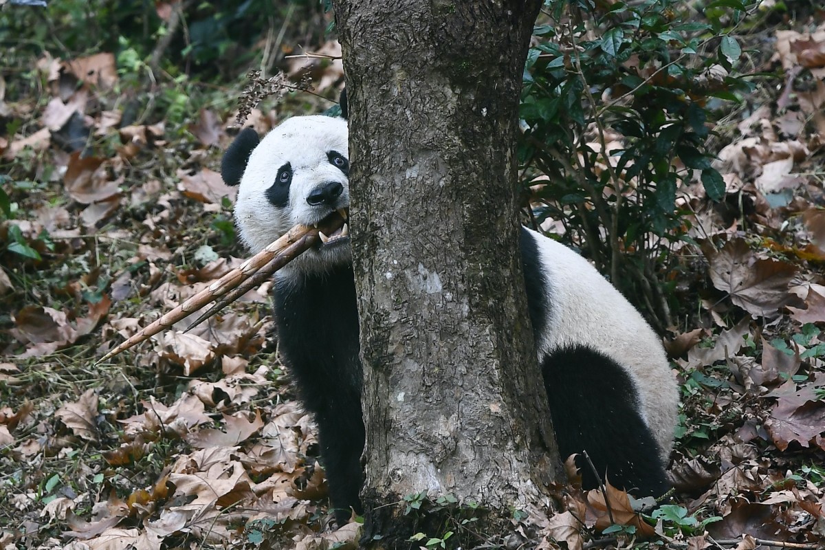 Bei Bei back in China, but can Washington’s home-grown panda get used ...