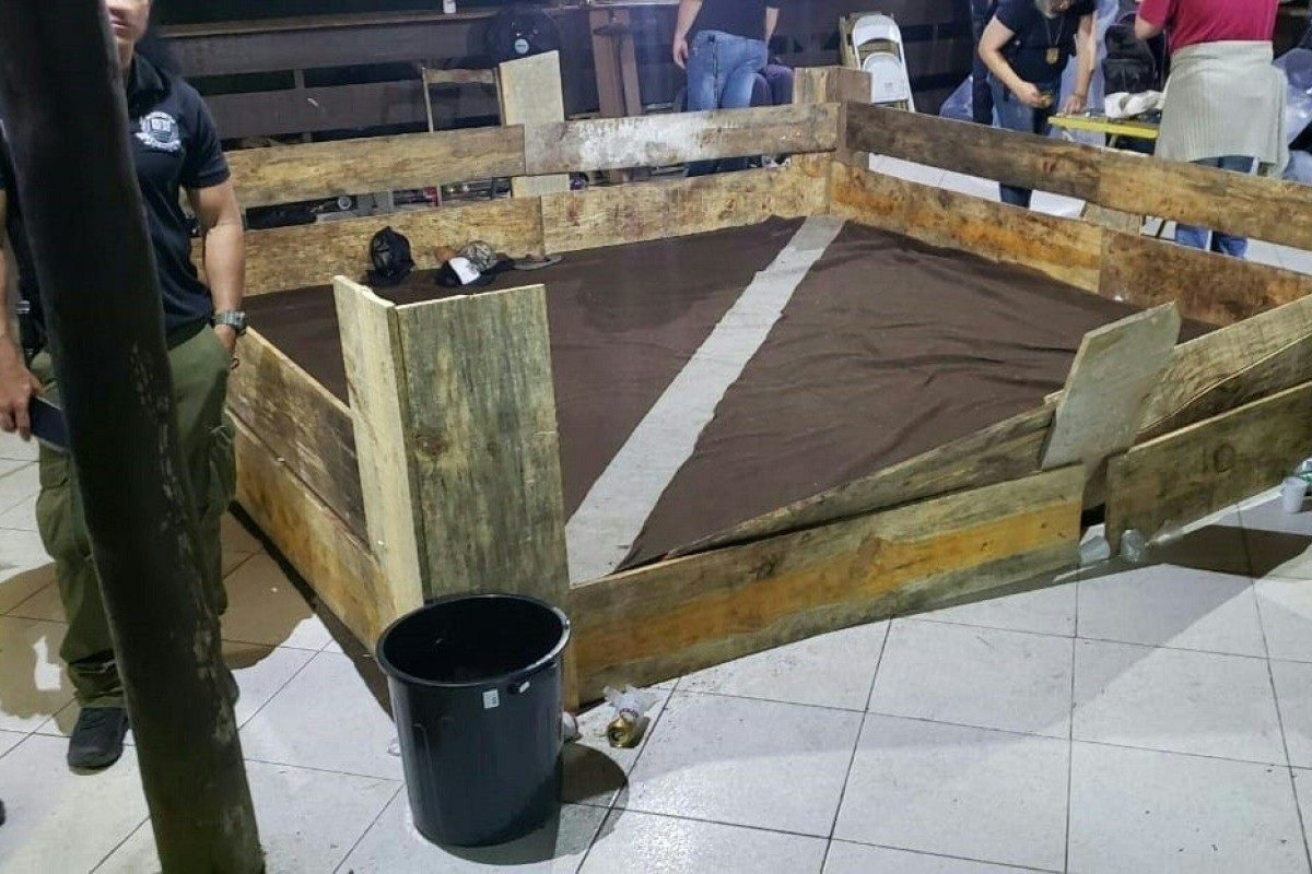 Barbaric dogfighting ring where spectators ate defeated dogs | South ...