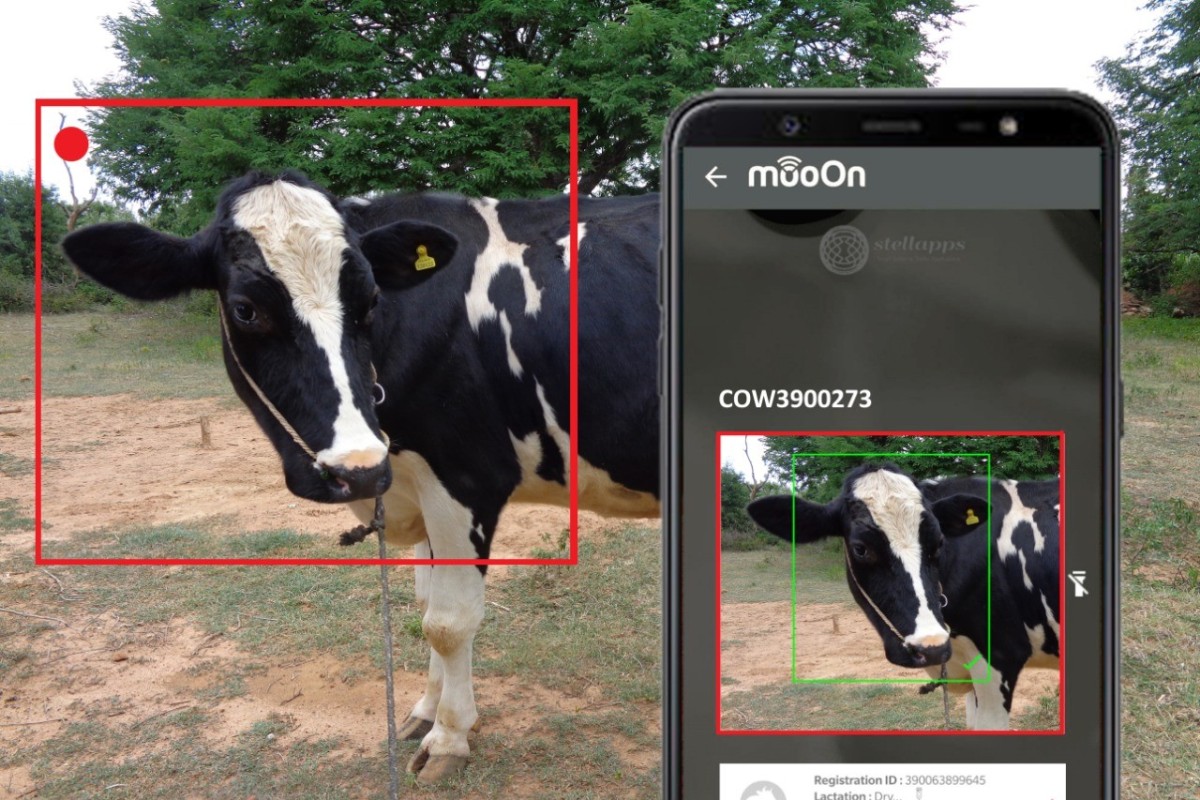 Facial recognition for cows: how the search for tech unicorns is ...
