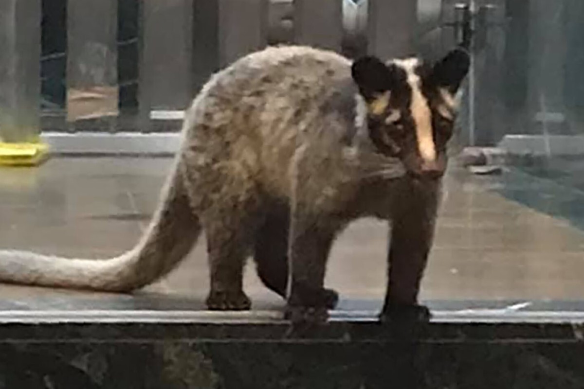 Civet cat captured outside residential building in Hong Kong | South ...