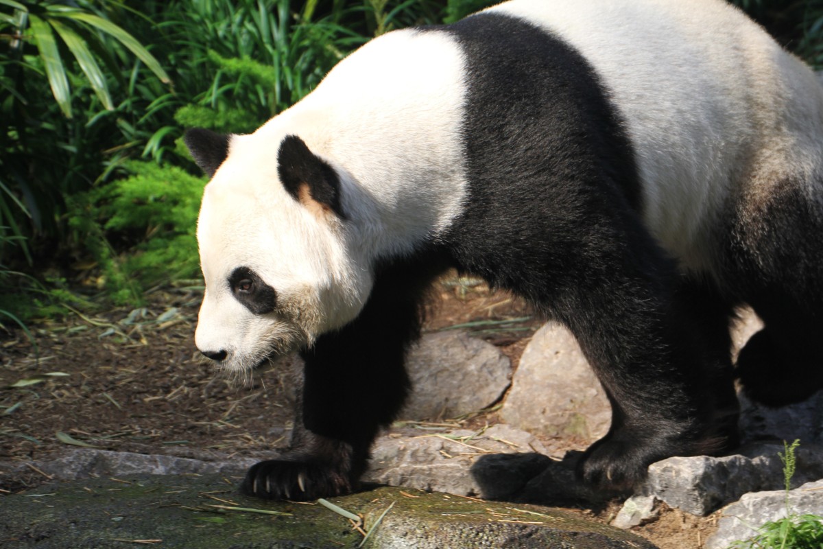Chinese giant pandas stuck in Canada as fresh bamboo supplies run low ...