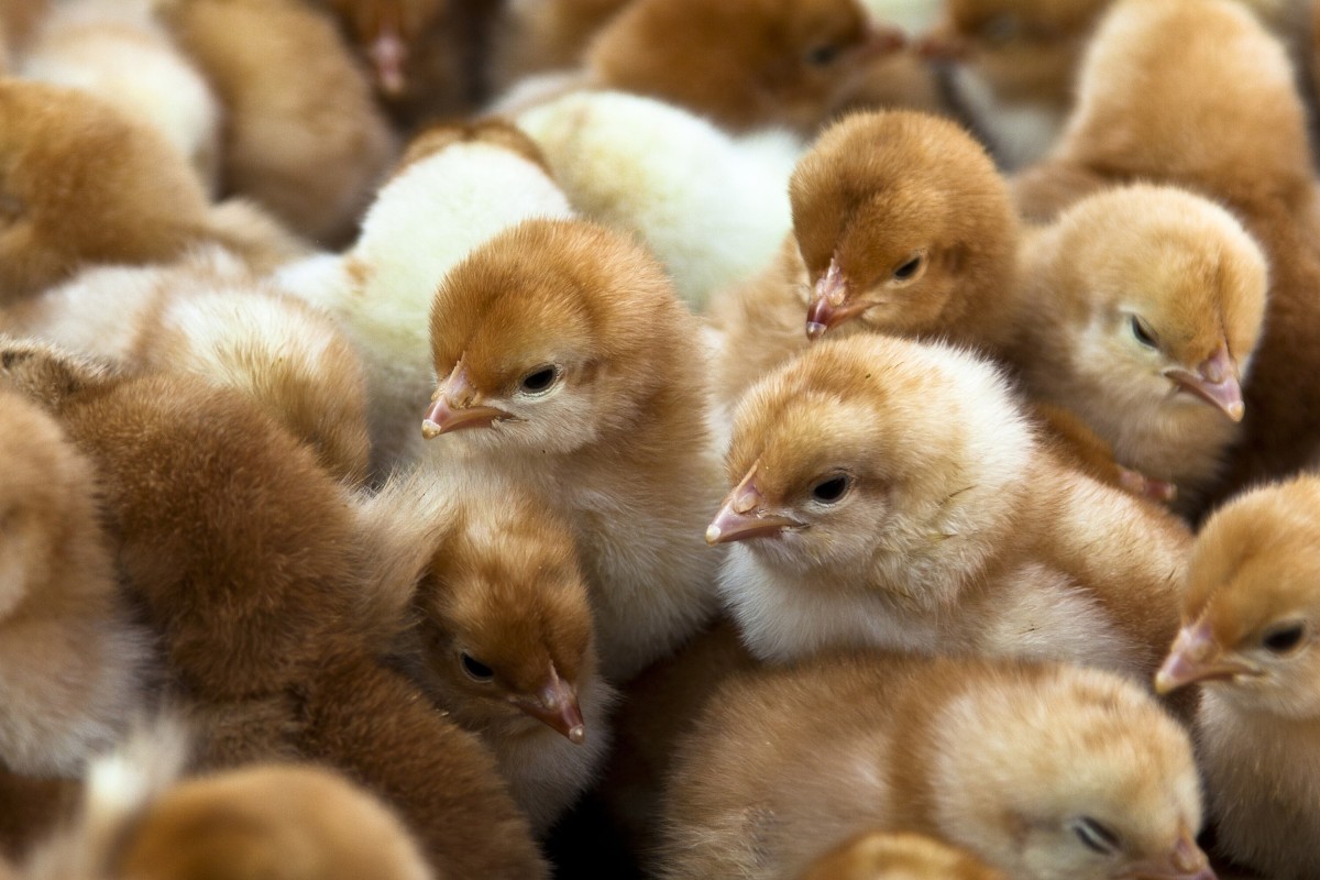 Thousands of baby chicks dying in mail after US Postal Service cuts ...