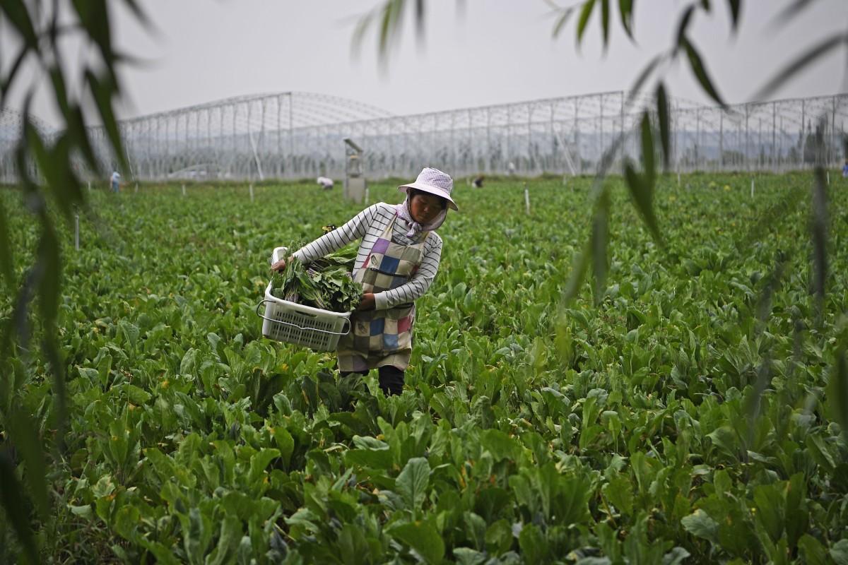 China’s Xi urges revival of old rural distribution…