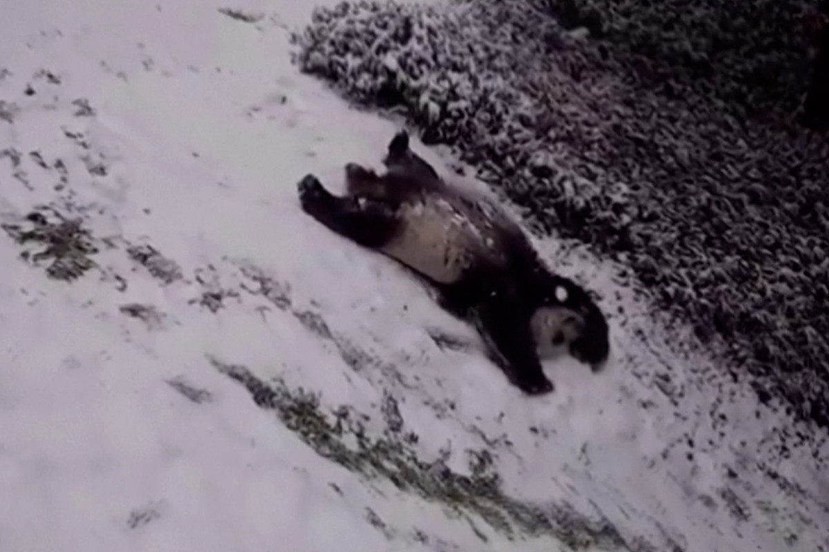 Pandas | South China Morning Post