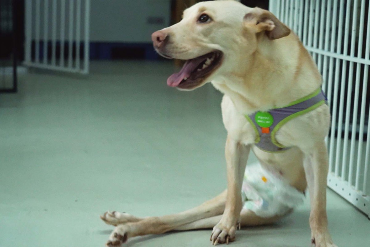 Pets in Hong Kong latest stories | South China Morning Post