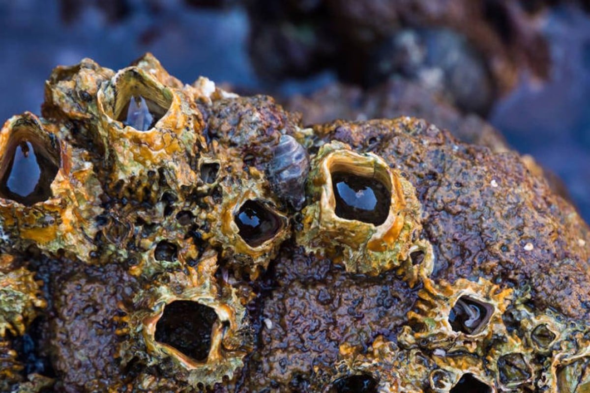 barnacles underwater
