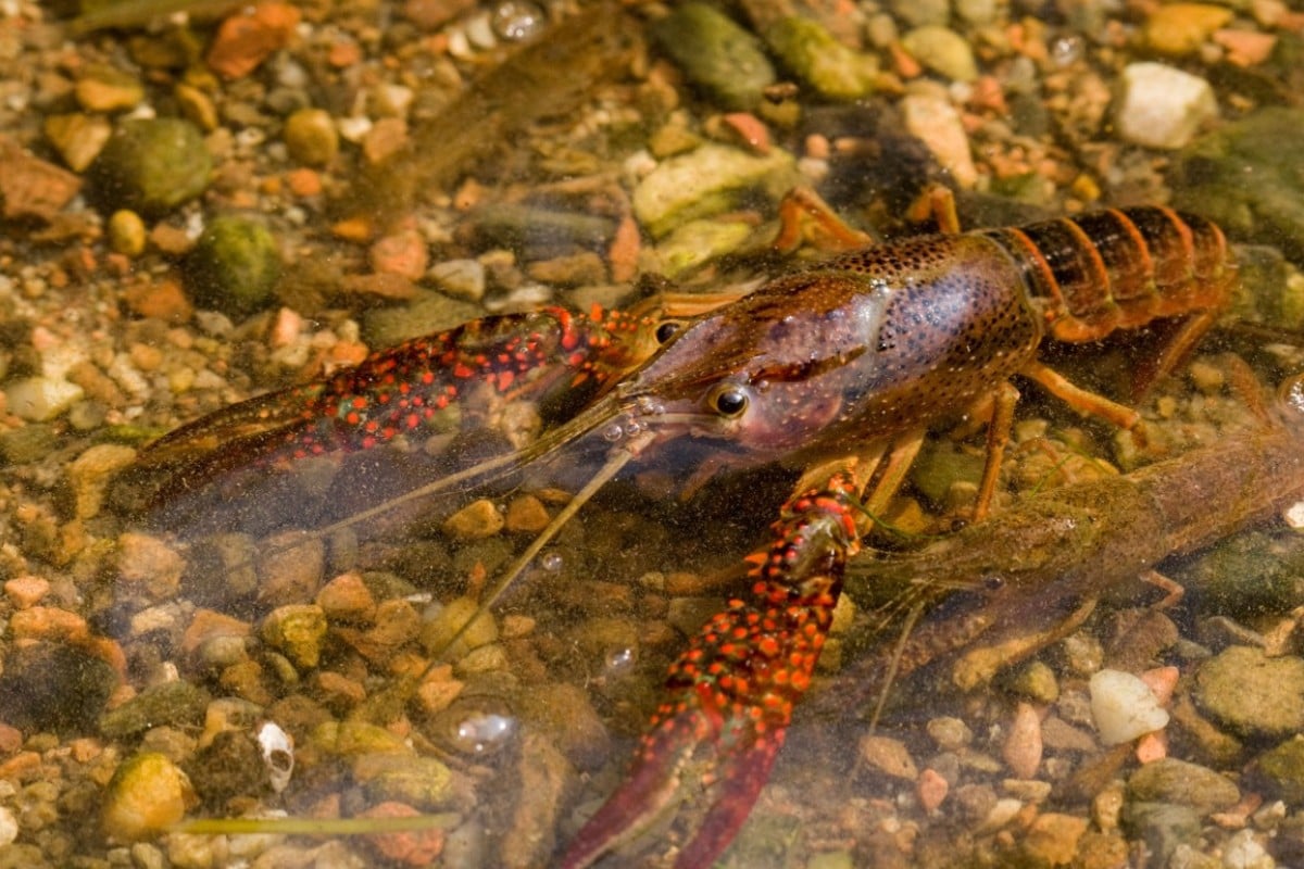What Do Crayfish Eat