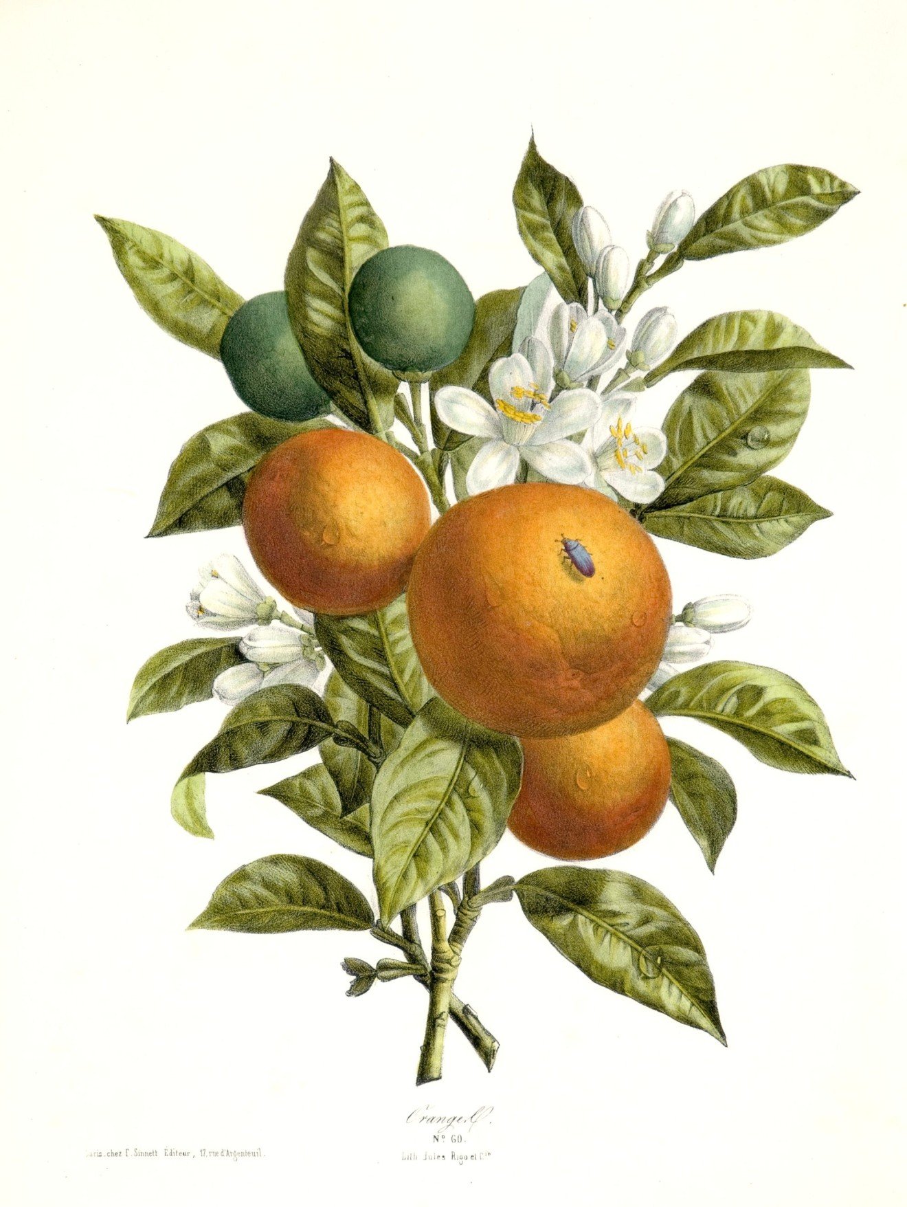 mandarin fruit origin