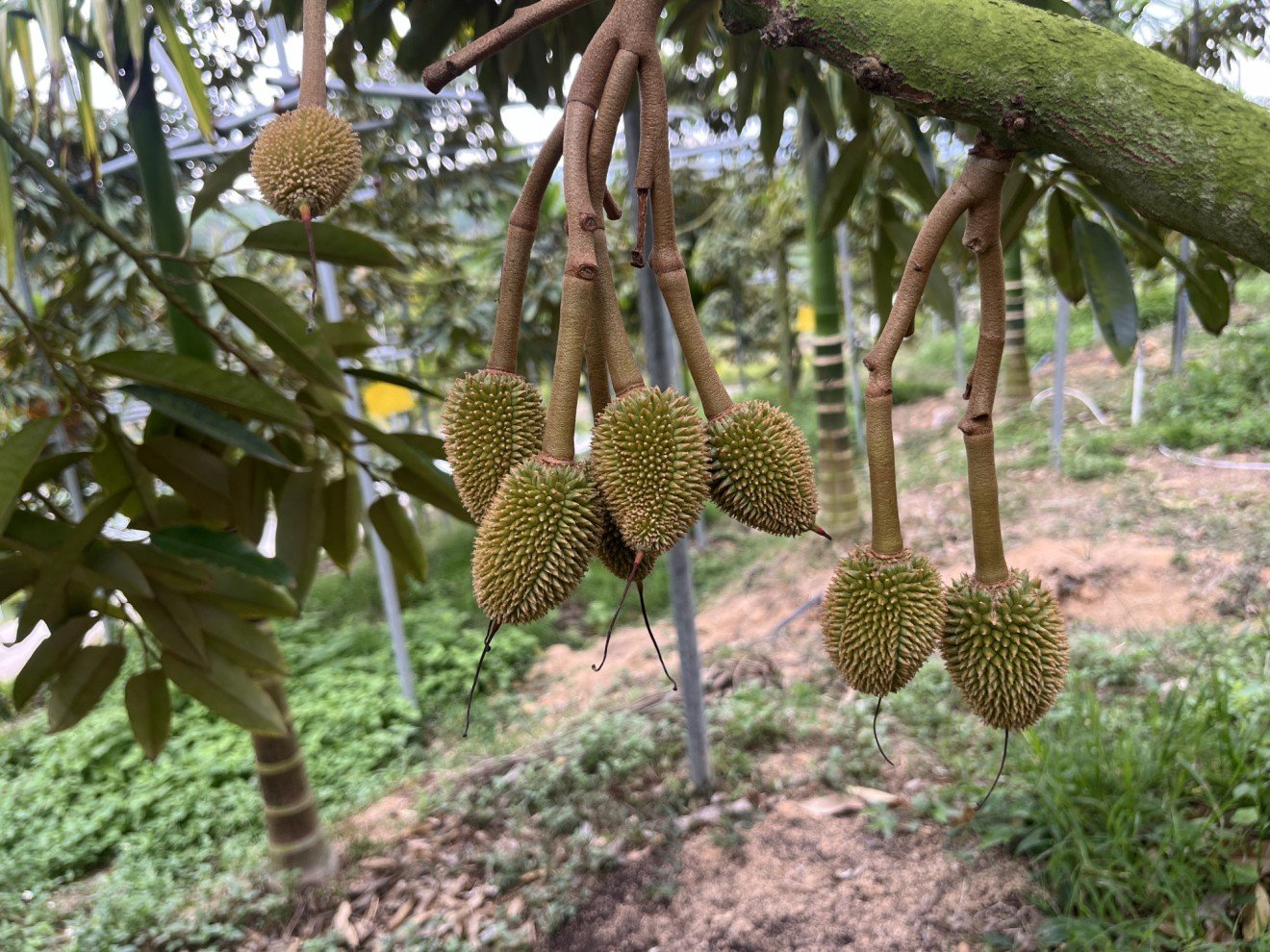 durian tree uk