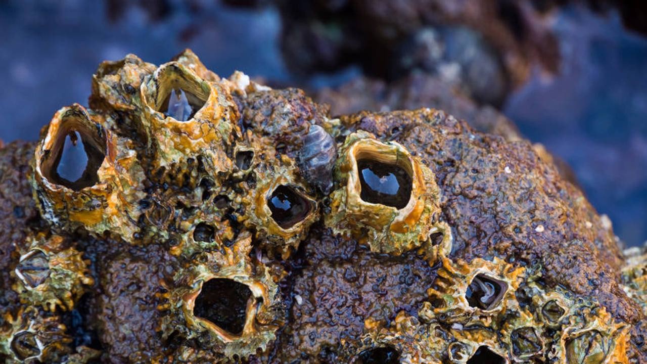 barnacles hinckley