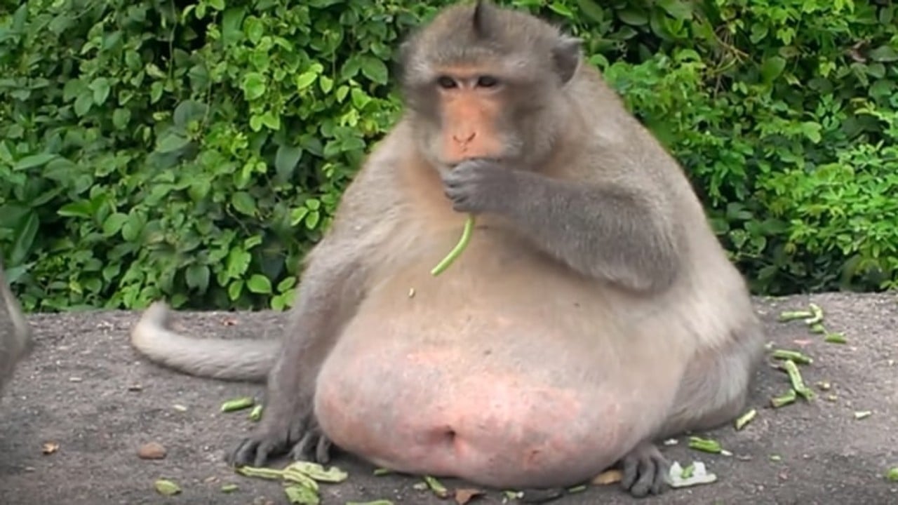 very fat monkey