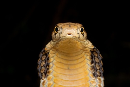 Hong Kong snake encounters | South China Morning Post