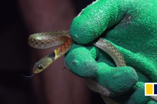 Hong Kong snake encounters | South China Morning Post