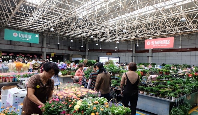 Hope blooms for China’s flower trade as rose prices soar to meet demand ...