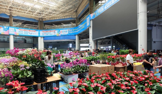 Hope blooms for China’s flower trade as rose prices soar to meet demand ...