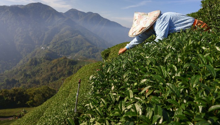 Taiwan tea farmers struggle to adapt to extreme weather | South China ...
